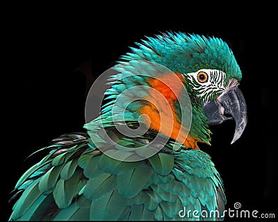 Rare Macaw Royalty-Free Stock Photo | CartoonDealer.com #4639479