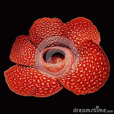 Rare Rafflesia Flower With Black Solid Background Royalty-Free Stock ...