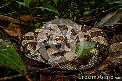 A Rare, Vividly Patterned Gaboon Viper Coiled In The Underbrush Of A ...