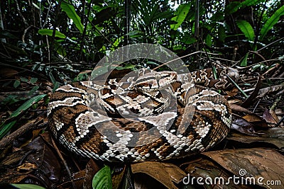 A Rare, Vividly Patterned Gaboon Viper Coiled In The Underbrush Of A ...