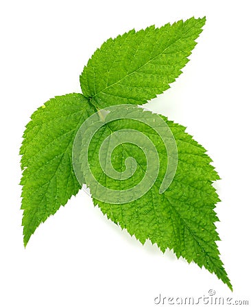 Raspberry Green Leaves Isolated On White Background. Royalty-Free Stock ...