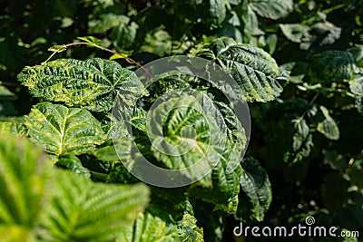 Raspberry (rubus Idaeus) Plant Leaves With Blight Disease Stock ...