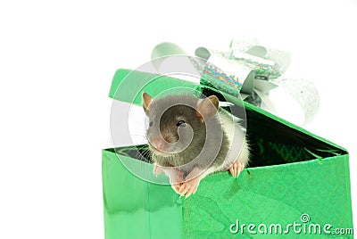 Rat In Box Royalty Free Stock Photo - Image: 11124975