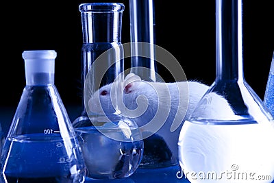 Rat In Lab. Animal Experiments Stock Images - Image: 17677934