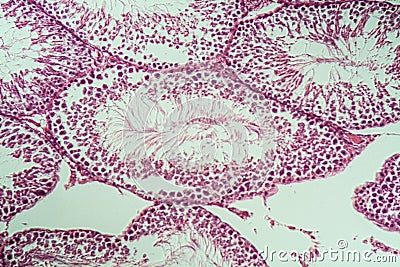 Rat Testicles With Sperm Tissue In Cross Section Royalty-Free Stock ...