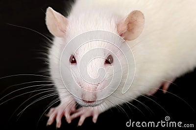 Rato Branco Imagens de Stock Royalty Free - Imagem: 8102689