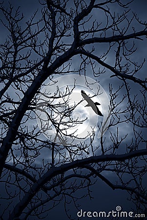 Raven Midnight Stock Images - Image: 7990034