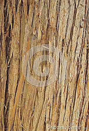 Raw Wood Stock Photography - Image: 16489202