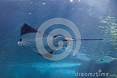 Ray Fish Royalty Free Stock Images - Image: 14213719