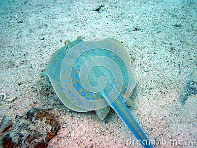 Ray Fish Stock Photos - Image: 20115373