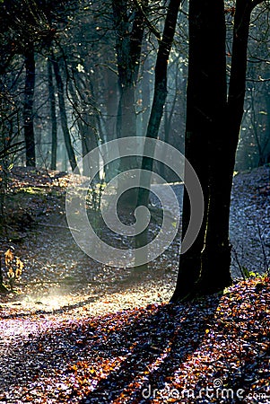 Ray of light - Stock Image - Everypixel