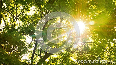 Rays of Light Passing through Tropical Trees Stock Footage - Video of ...