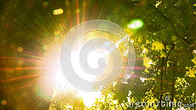 Rays of Light Passing through Tropical Trees Stock Footage - Video of ...