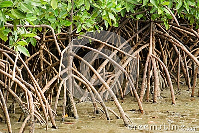 Zanco | Plantas rioMoros