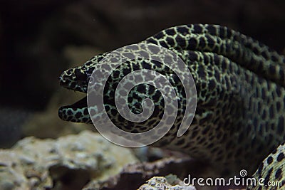 Ready To Bite Moray Eel Stock Photo | CartoonDealer.com #79864524