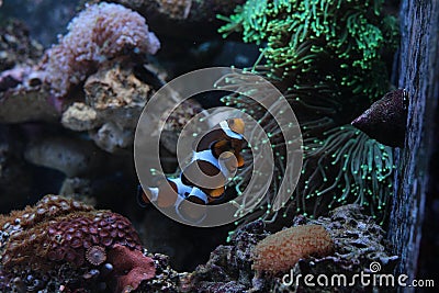Real Finding Nemo In Aquarium Stock Image | CartoonDealer.com #76759477