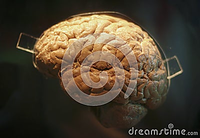 Real Human Brain Royalty Free Stock Photography - Image: 27224857