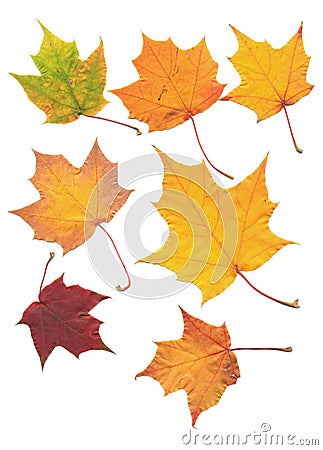 Real Maple Tree Leaf Isolated On White Scanned Royalty Free Stock ...