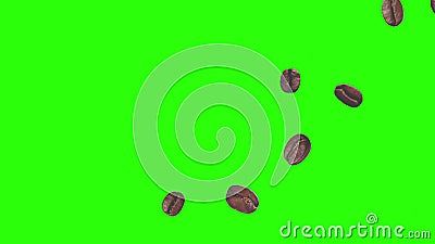 Realistic Coffee Beans Animation Graphic Element on Green Screen Chroma ...