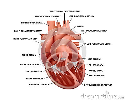 Realistic Cross-section Heart Anatomy With Descriptions. Diagram Of ...