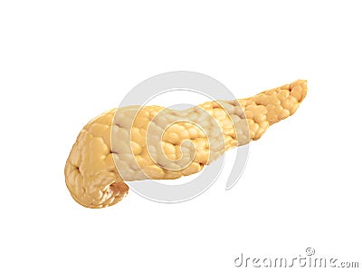 Realistic 3d Illustration Of Human Pancreas Isolated On White ...