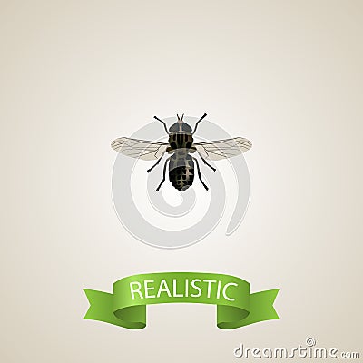 Realistic Fly Element. Vector Illustration Of Realistic Midge Isolated ...
