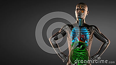 Realistic Human Entrails Radiography Scan Stock Footage - Video of male ...