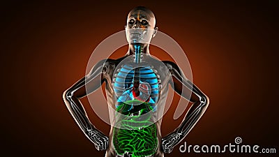 Realistic Human Entrails Radiography Scan Stock Video - Video of organ ...