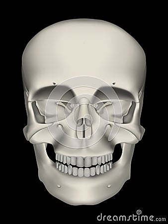 Realistic Human Male Skull Stock Photo - Image: 24006300
