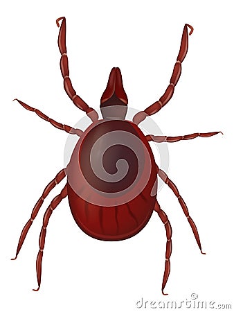 Realistic Illustration Of The Ixodida Or Ticks. Ixodes Scapularis Known ...