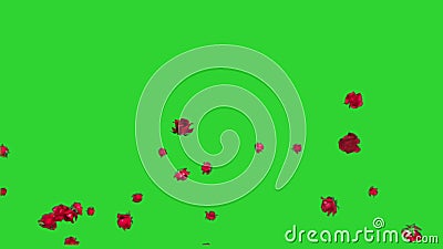 Realistic Rose Petals Falling on Green Screen Background Stock Video ...