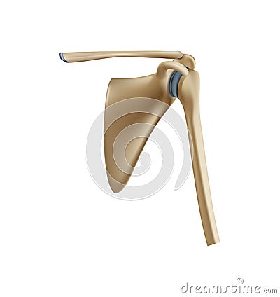 Realistic Scapula Bone Cartoon Vector | CartoonDealer.com #272396919
