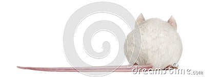 Rear View Of An Albino White Mouse, Mus Musculus, Stock Photo - Image ...