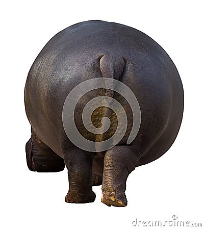 Rear View Of Hippopotamus Stock Photo - Image: 53114598