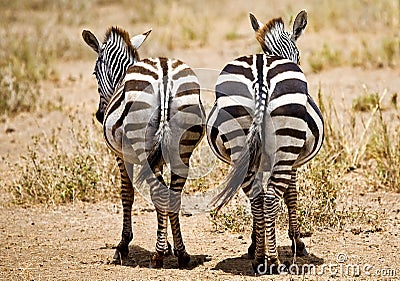 Rear View Of Two Zebra Royalty Free Stock Photography - Image: 3729397