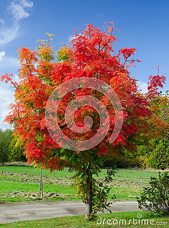 Red Acacia Tree Royalty Free Stock Images - Image: 27059339