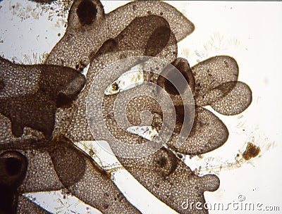 Red Algae Under The Microscope Stock Image | CartoonDealer.com #194441113