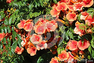 Red Allamanda In Full Bloom Stock Image - Image: 27862461
