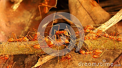 Red Ants are Biting Black Ant Stock Video - Video of garden, colorful ...