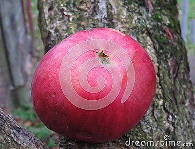 Red Apple On The Bark Of A Tree Stock Photo | CartoonDealer.com #203984514