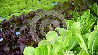 Red Batavia Lettuce in the Hydroponics System Stock Footage - Video of ...