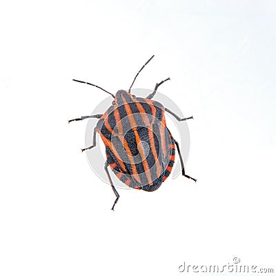 Red Black Striped Shield Bug On A White Background Royalty-Free Stock ...