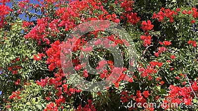 Red Blossoms on Tree in India Stock Footage - Video of india, nature ...