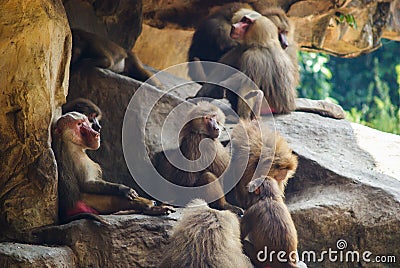 Red Butt Baboons Sitting On The Rocks Stock Photography - Image: 38395662