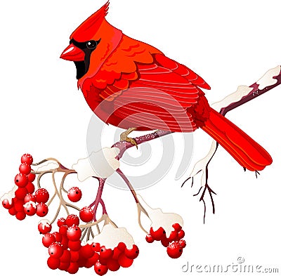 Red Cardinal Bird Vector Illustration | CartoonDealer.com #27954346