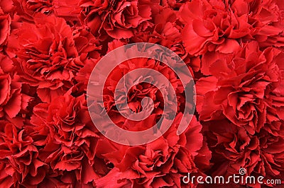 Red Carnations Royalty Free Stock Photos - Image: 1448848