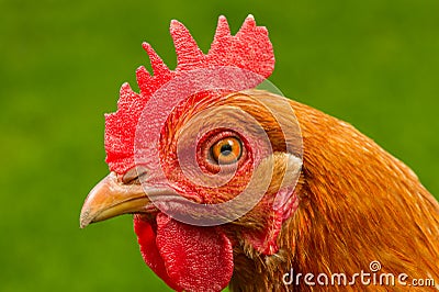 Red Chicken In Profile Close-Up Stock Photo - Image: 48890436