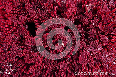 Red Coral Background Royalty Free Stock Photos - Image: 13947938