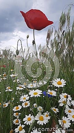 Red corn roses stock video. Video of papaveraceae, nature - 281412743