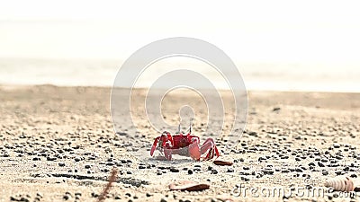 Red crab in the sea shore stock video. Video of landscape - 274379167